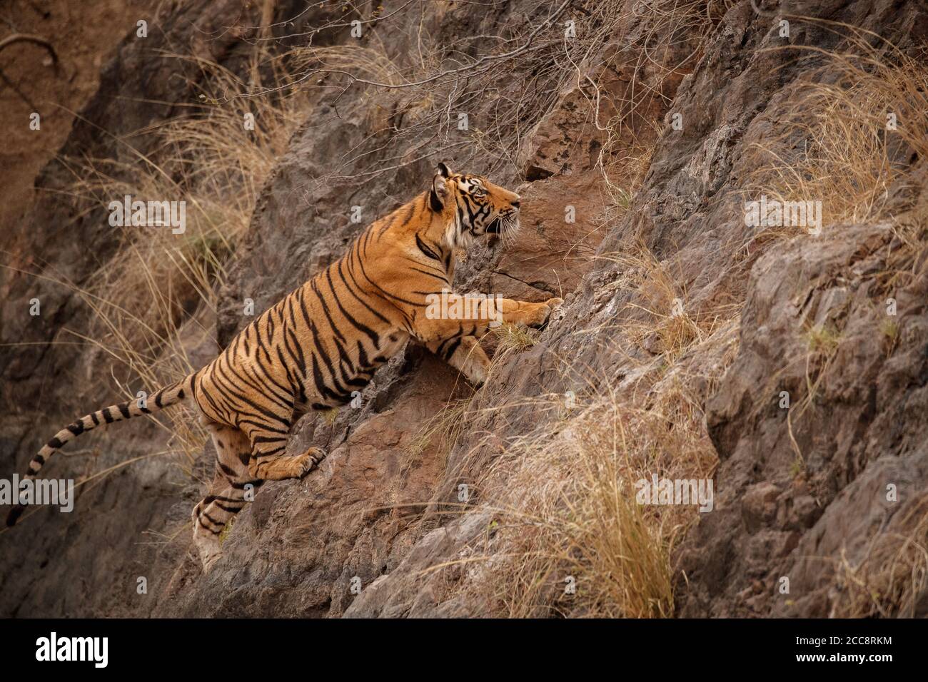 Beautiful tiger in the nature habitat. Tiger pose in amazing light ...