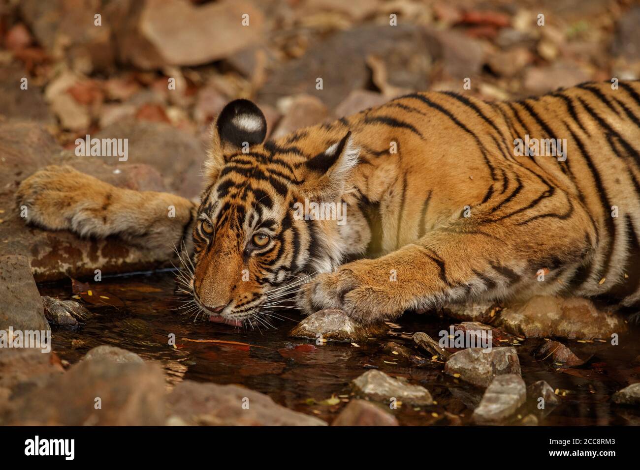 Beautiful tiger in the nature habitat. Tiger pose in amazing light ...