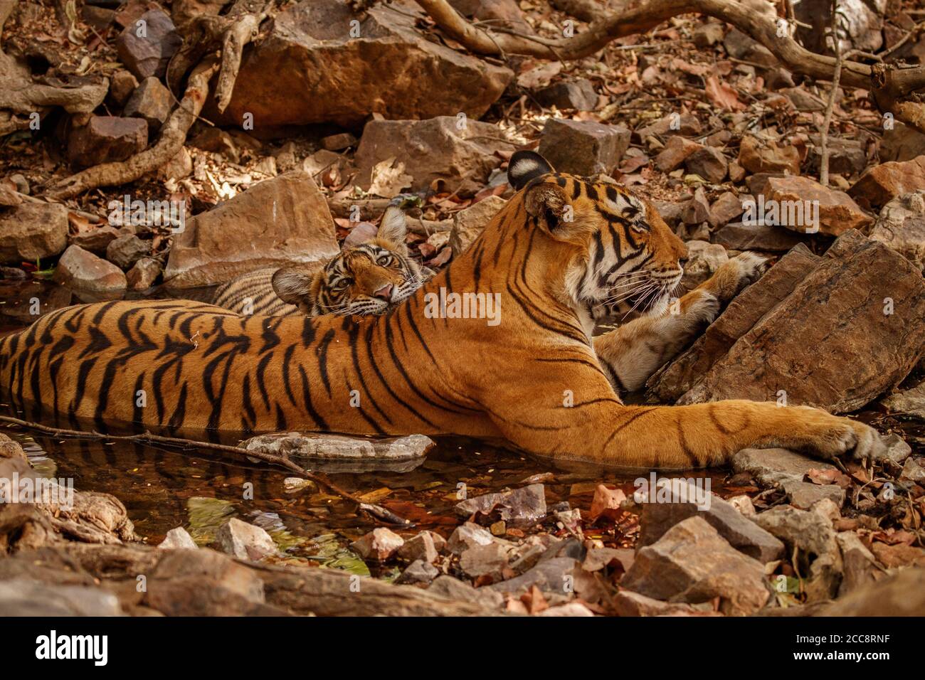 Beautiful tiger in the nature habitat. Tiger pose in amazing light ...