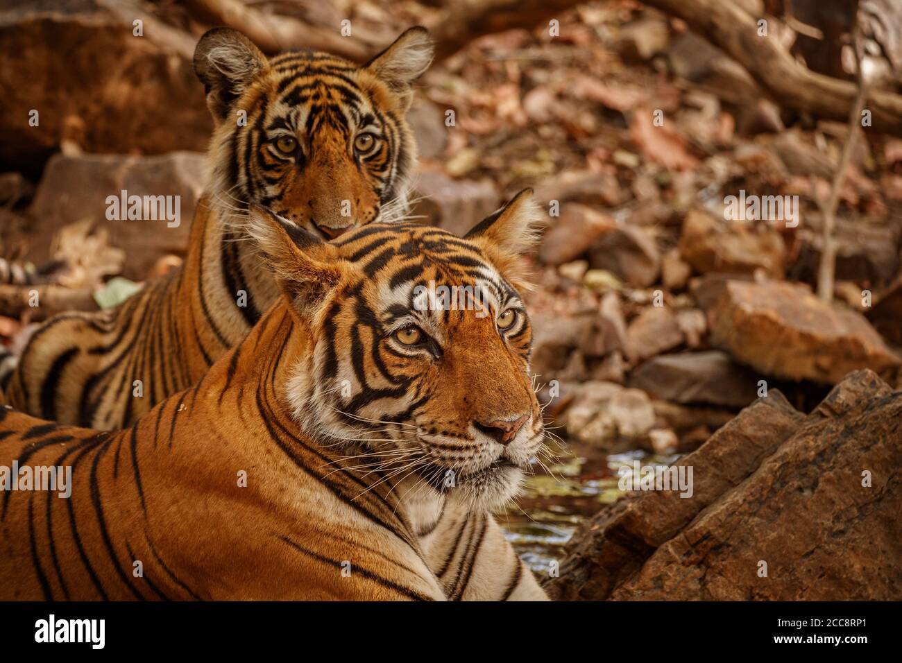 Beautiful tiger in the nature habitat. Tiger pose in amazing light ...