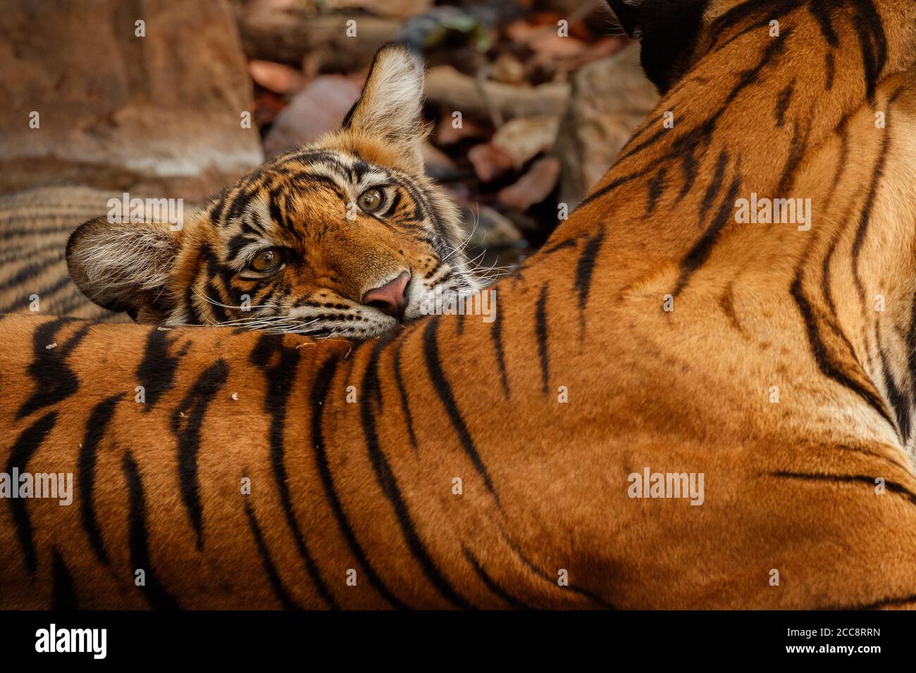 Beautiful tiger in the nature habitat. Tiger pose in amazing light ...