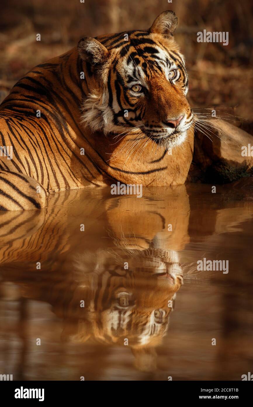 Beautiful tiger in the nature habitat. Tiger pose in amazing light ...