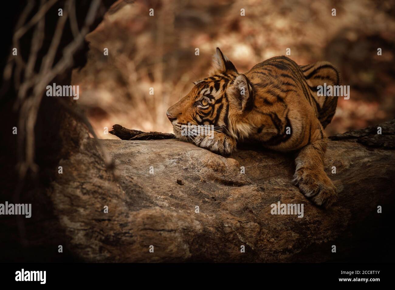 Beautiful tiger in the nature habitat. Tiger pose in amazing light ...