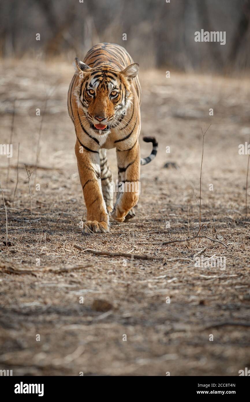 Beautiful tiger in the nature habitat. Tiger pose in amazing light ...