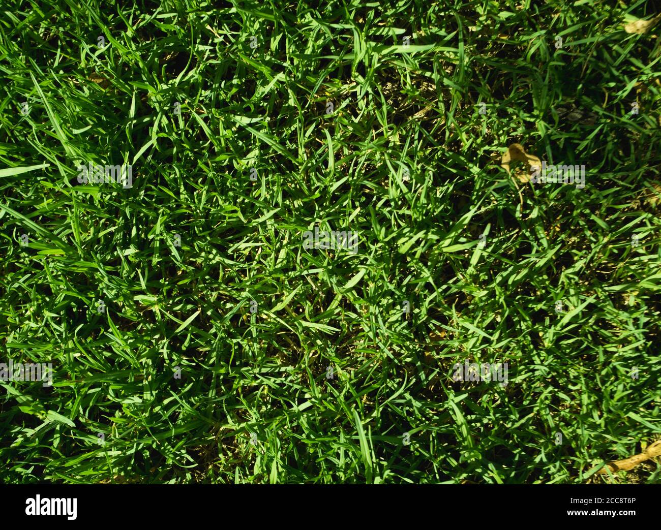 Top view shot of grass Stock Photo - Alamy