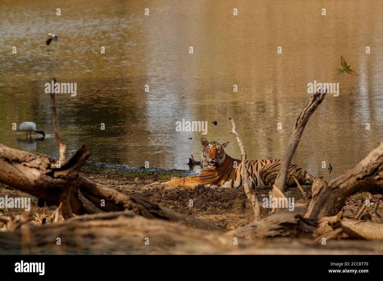 Beautiful tiger in the nature habitat. Tiger pose in amazing light ...