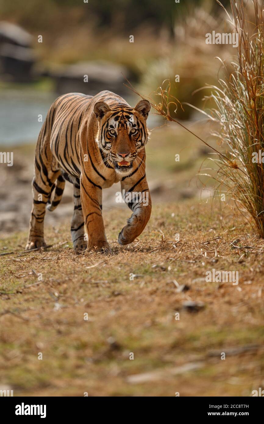 Beautiful tiger in the nature habitat. Tiger pose in amazing light ...