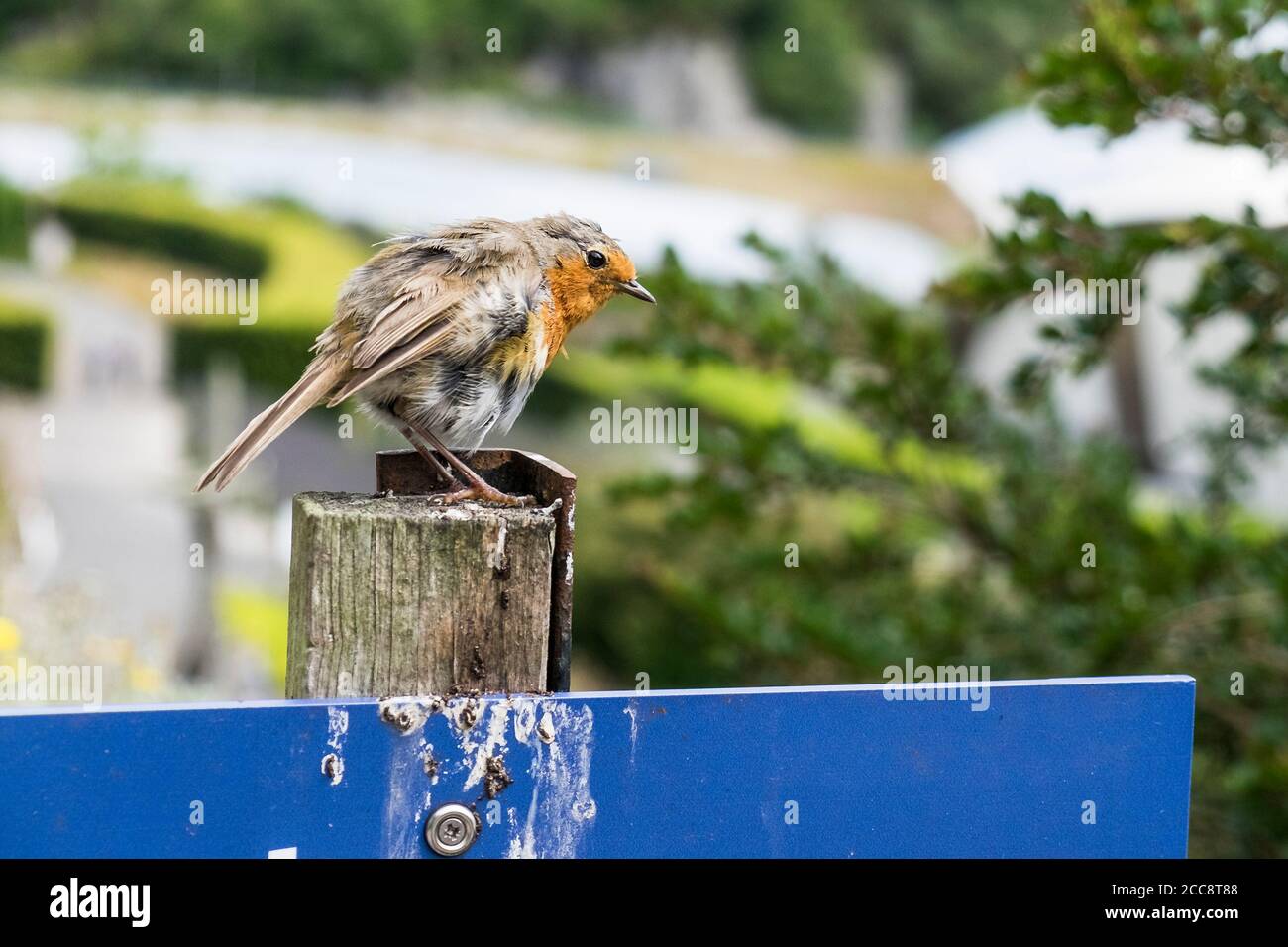 Scruffy Robin High Resolution Stock Photography and Images - Alamy