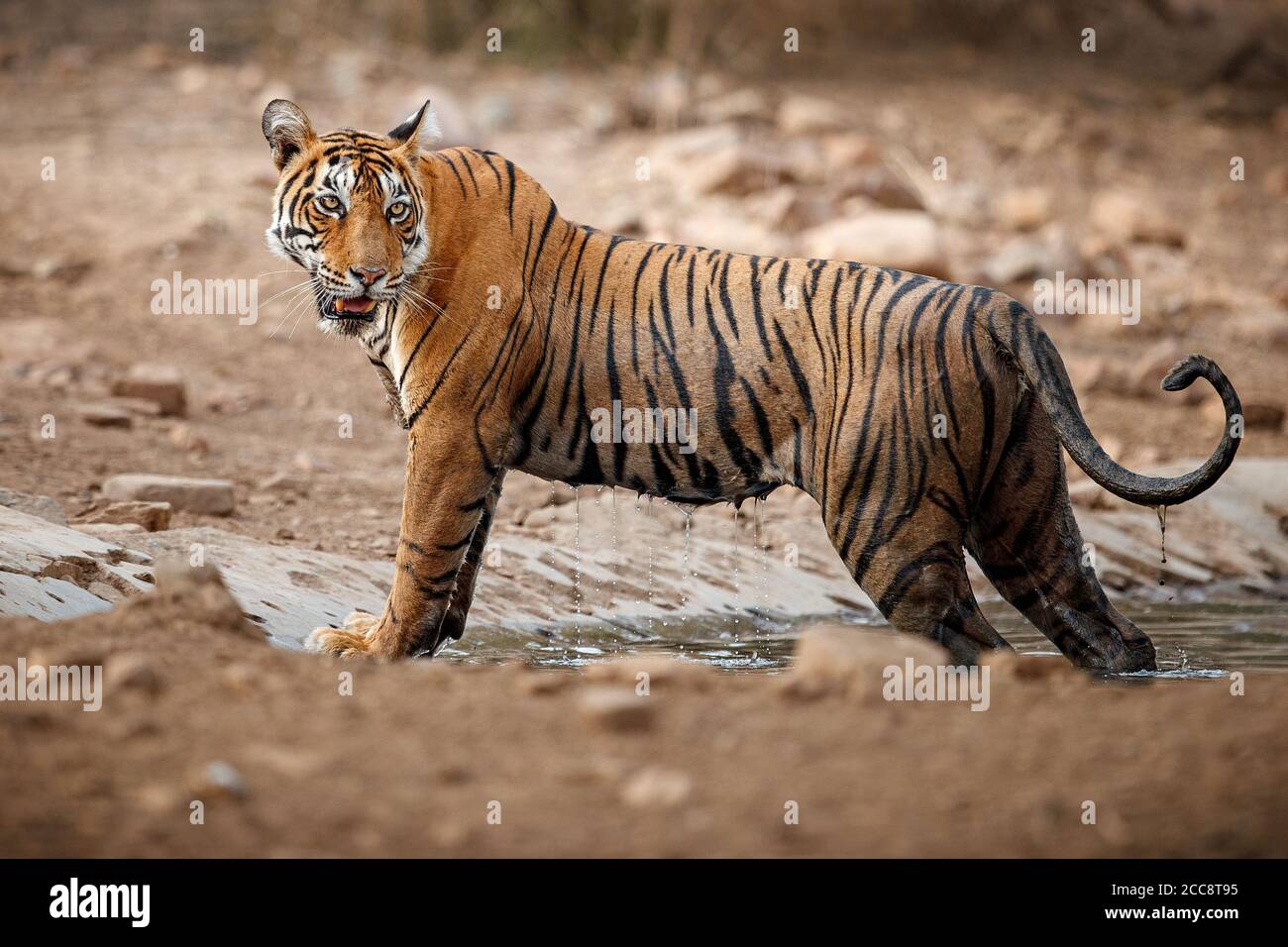 Beautiful tiger in the nature habitat. Tiger pose in amazing light ...