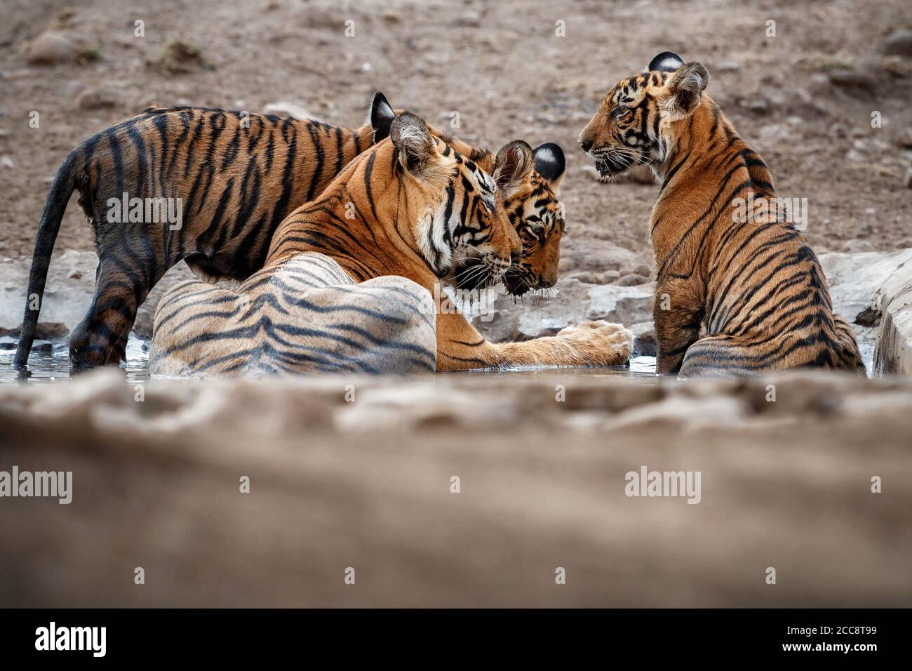 Beautiful tiger in the nature habitat. Tiger pose in amazing light ...