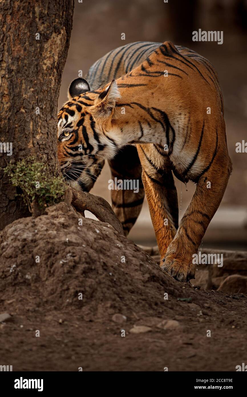 Beautiful tiger in the nature habitat. Tiger pose in amazing light ...