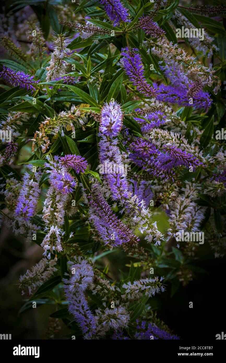 Hebe shrubby veronica hi-res stock photography and images - Alamy