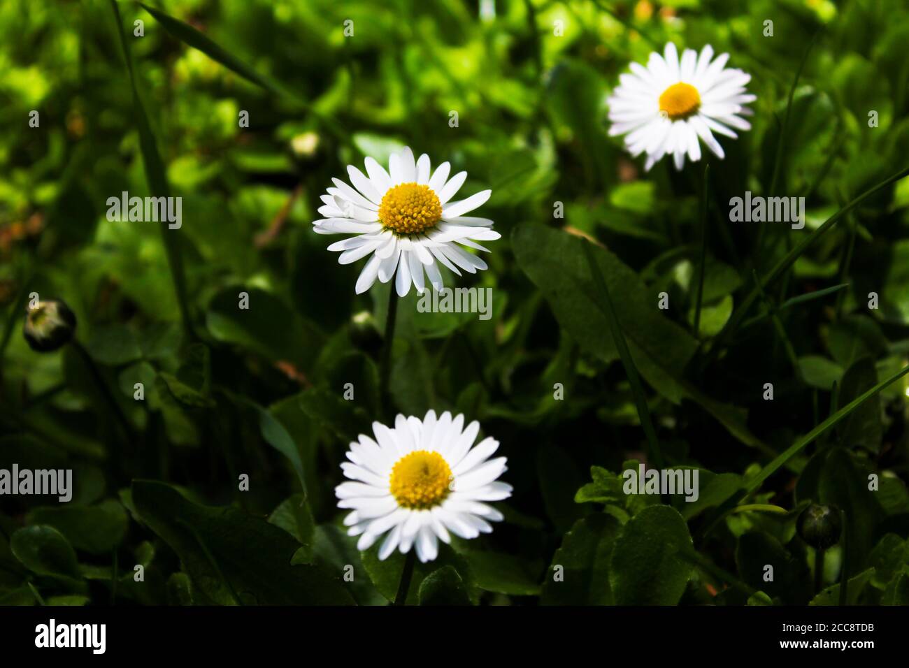 Daisy georgia hi-res stock photography and images - Alamy