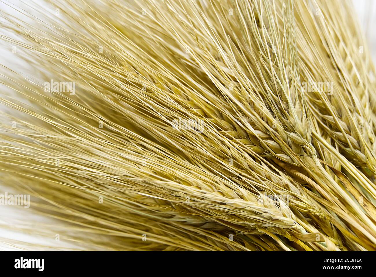 Wheat bundle close up on white background Stock Photo - Alamy