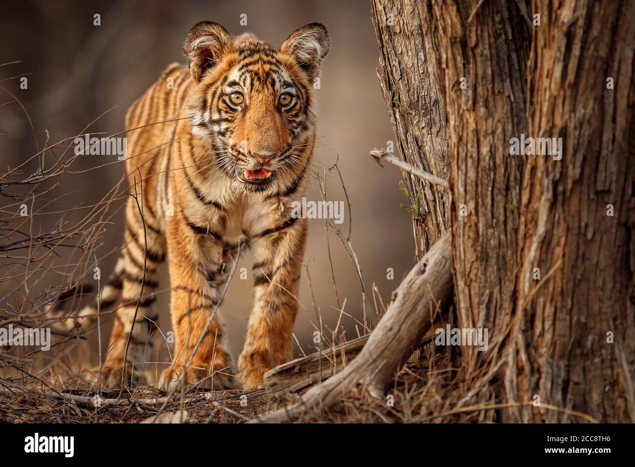 Beautiful tiger in the nature habitat. Tiger pose in amazing light ...