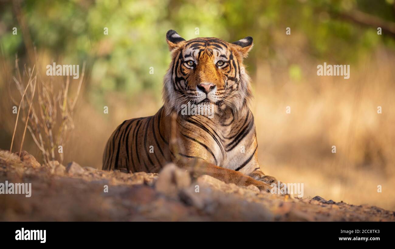 Beautiful tiger in the nature habitat. Tiger pose in amazing light ...