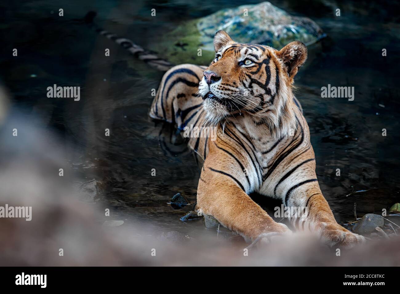 Beautiful tiger in the nature habitat. Tiger pose in amazing light ...