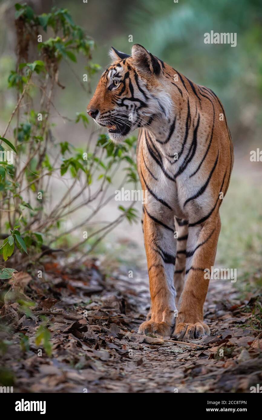 Beautiful tiger in the nature habitat. Tiger pose in amazing light ...