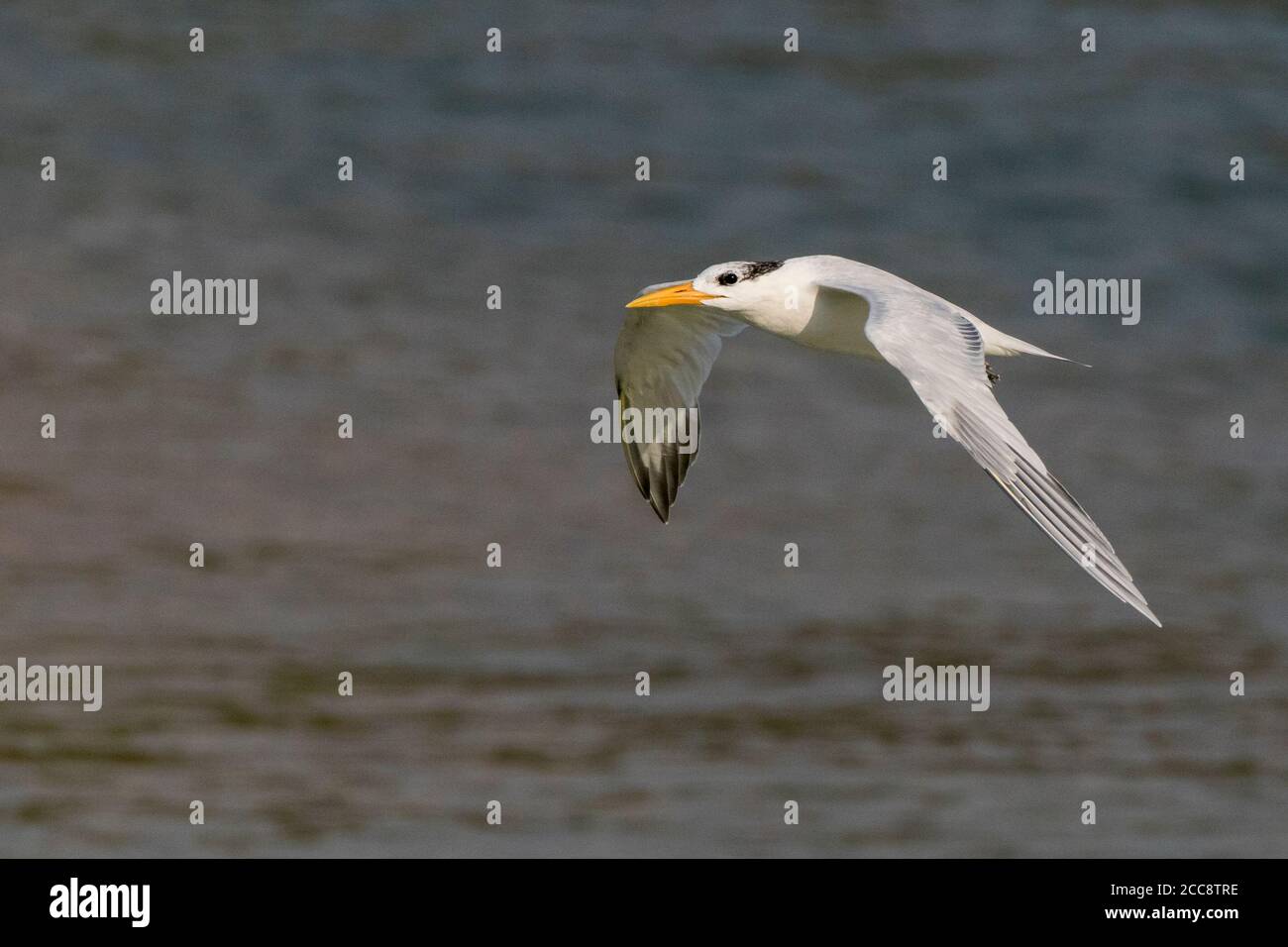Adult African Royal Tern (Thalasseus maximus albididorsalis) flying ...