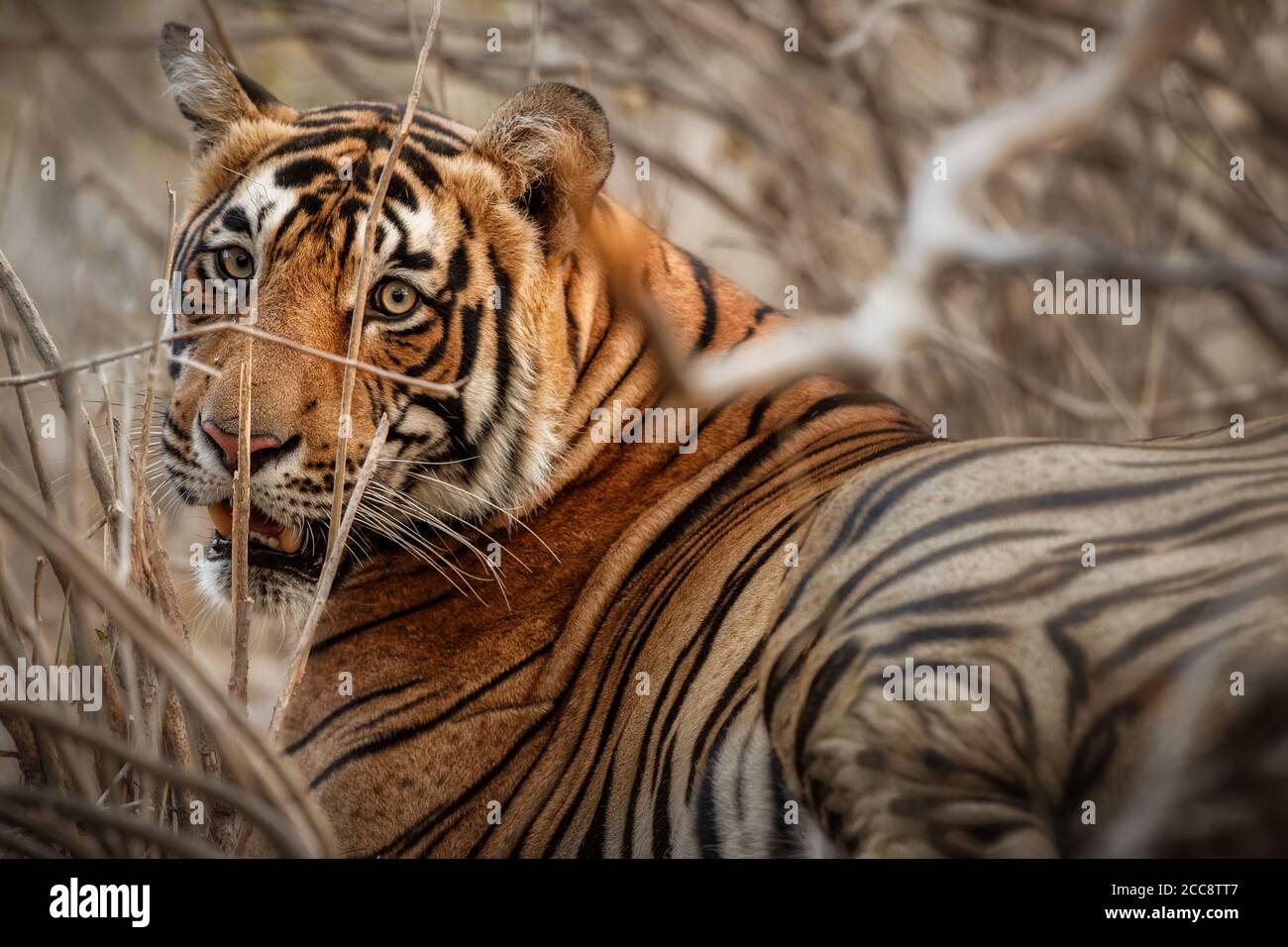 Beautiful tiger in the nature habitat. Tiger pose in amazing light ...