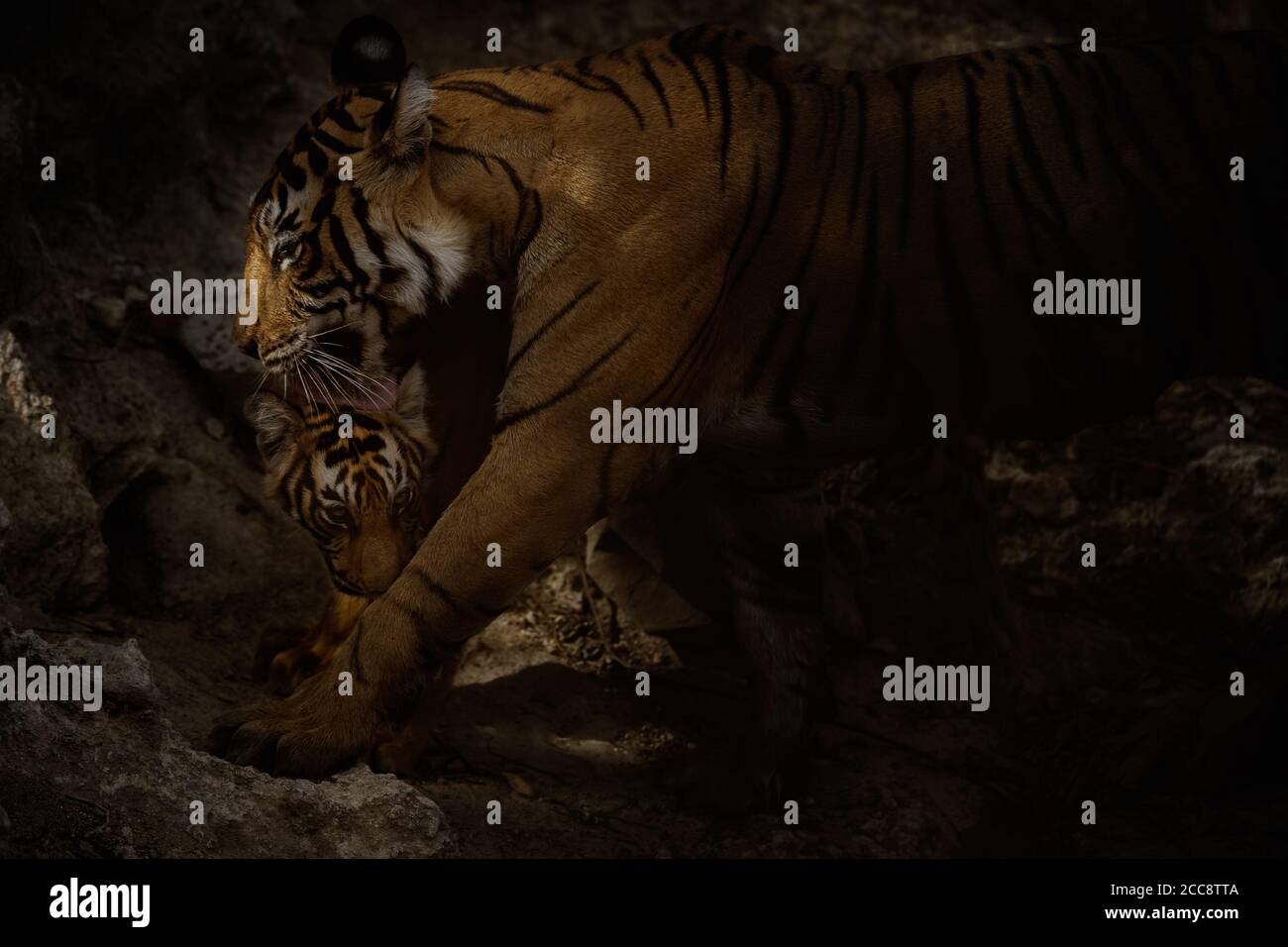 Beautiful tiger in the nature habitat. Tiger pose in amazing light ...