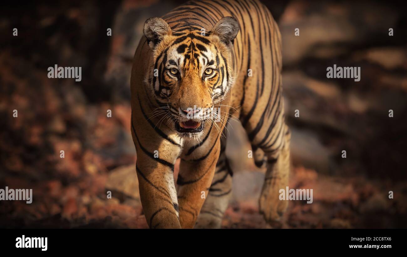 Beautiful tiger in the nature habitat. Tiger pose in amazing light ...