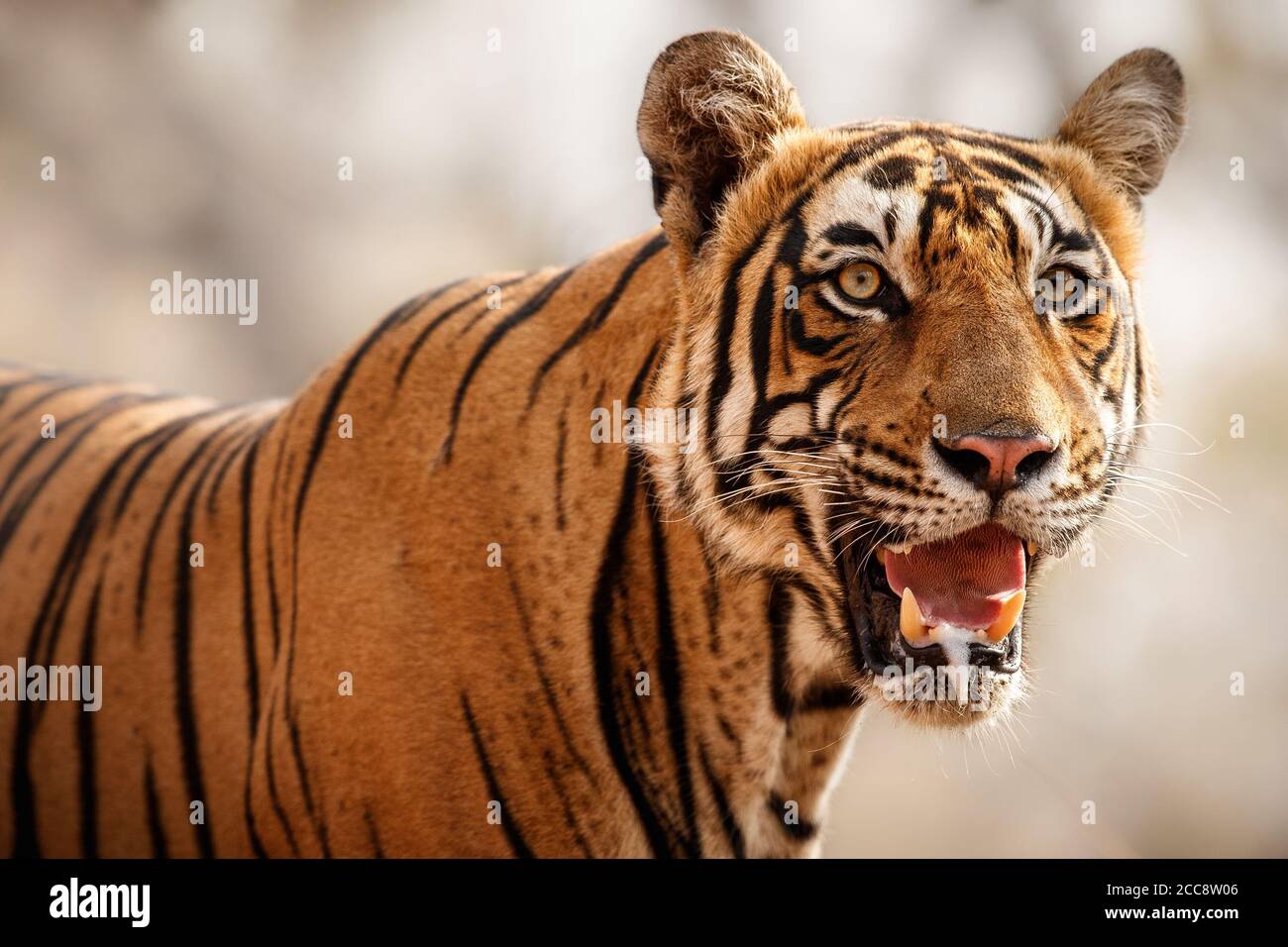 Beautiful tiger in the nature habitat. Tiger pose in amazing light ...