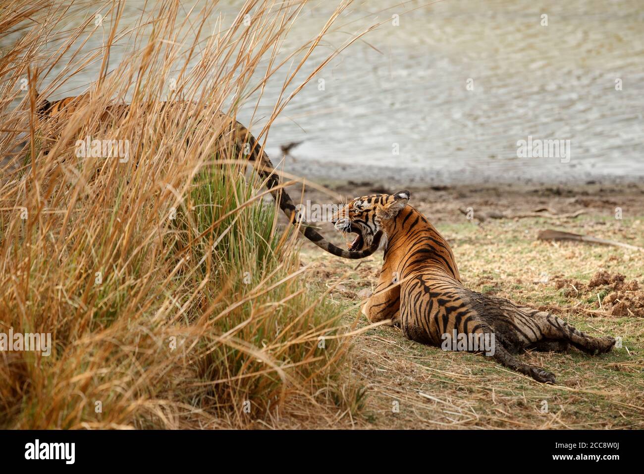 Beautiful tiger in the nature habitat. Tiger pose in amazing light ...