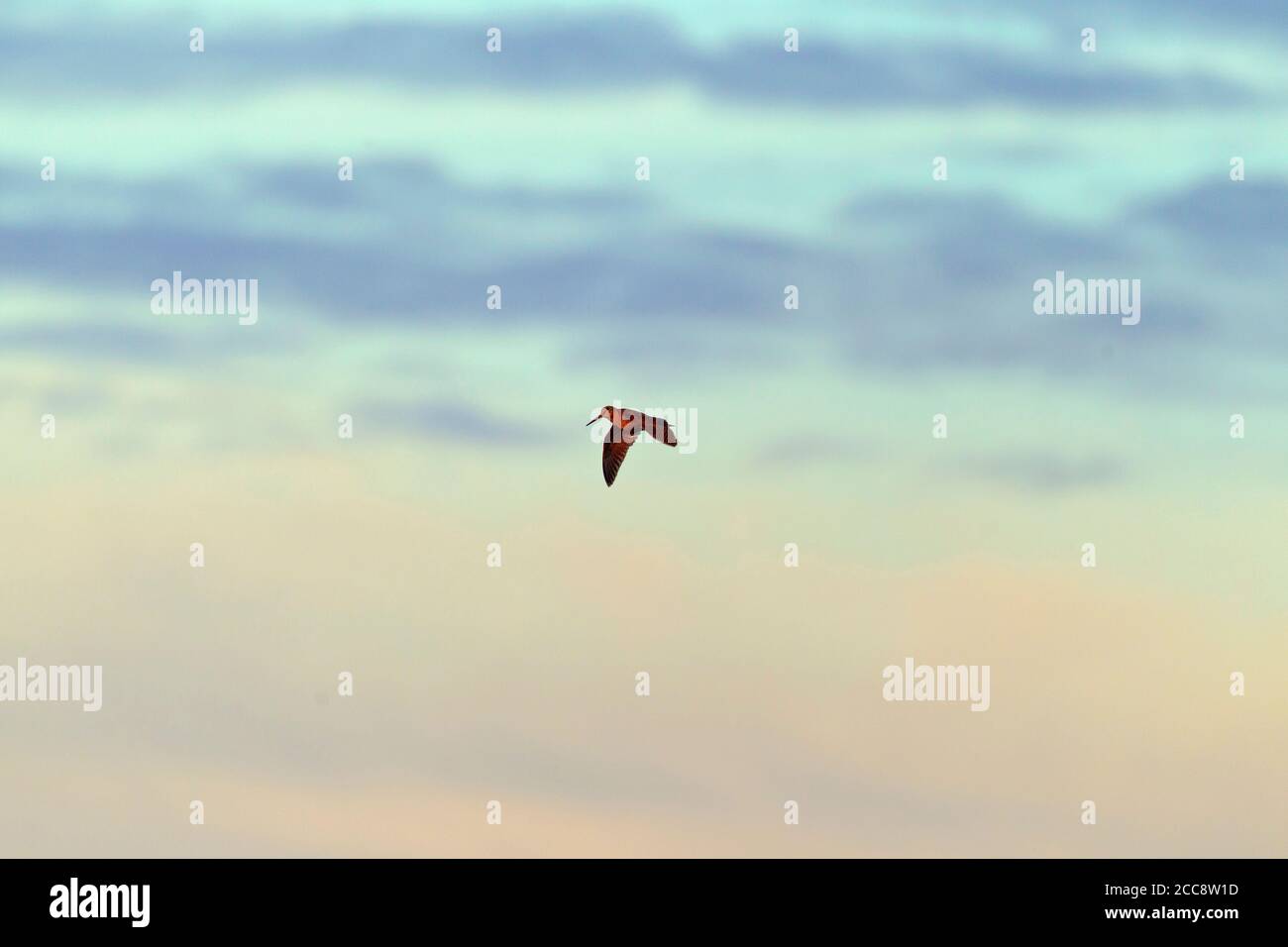 Eurasian Woodcock (Scolopax rusticola) in display flight at dusk in ...