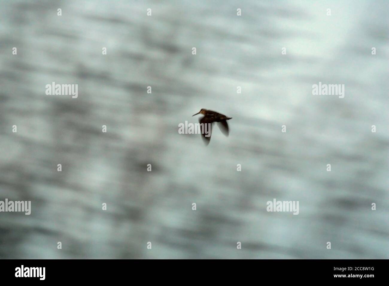 Eurasian Woodcock (Scolopax rusticola) in display flight at dawn in ...