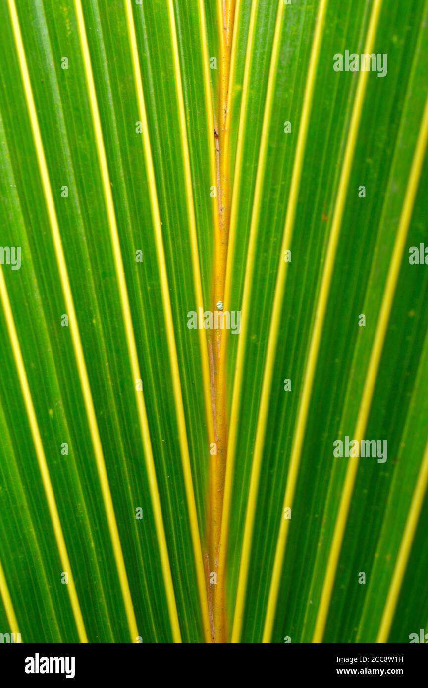 The coconut has cultural and religious significance in certain ...