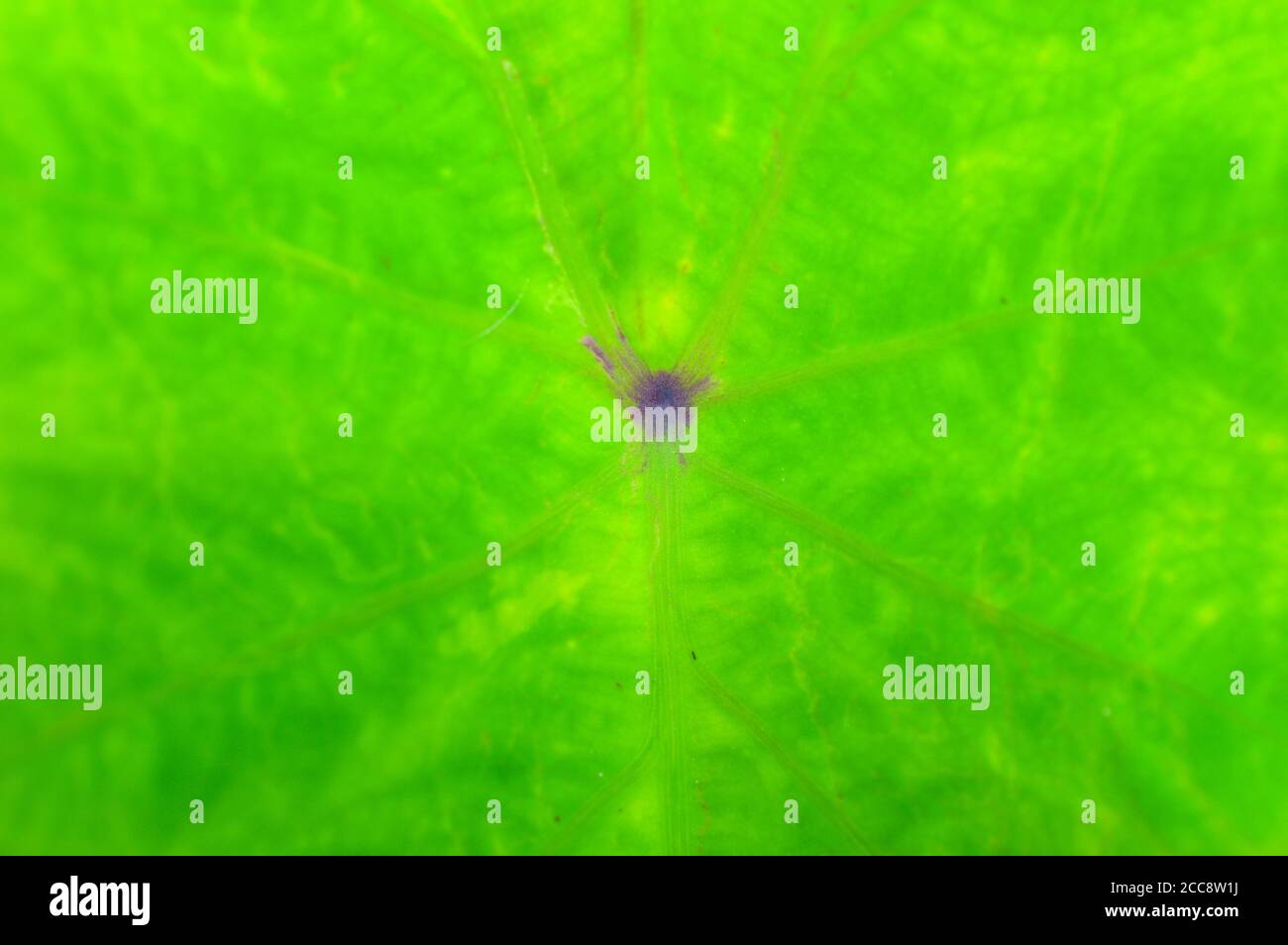 A leaf is the principal lateral appendage of the vascular plant stem ...