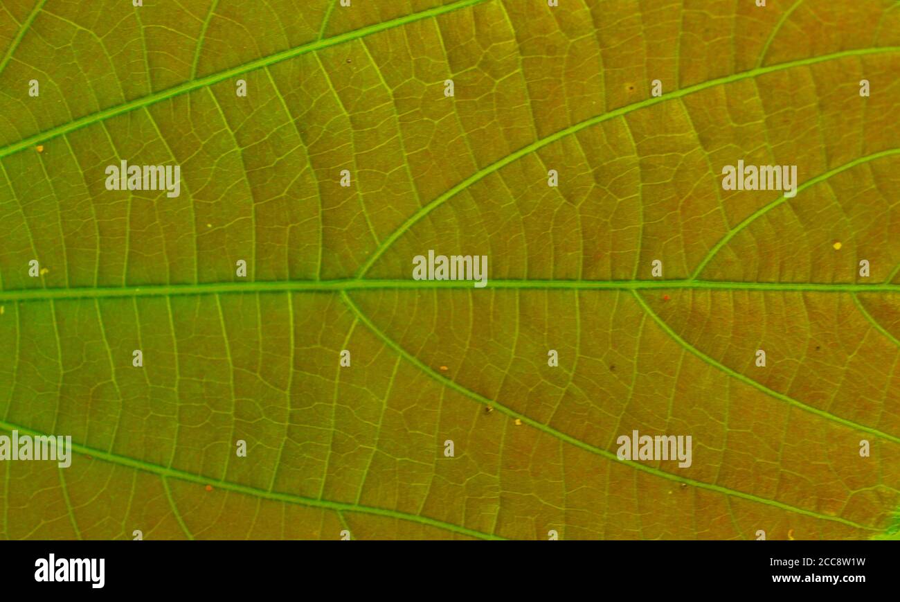 A leaf is the principal lateral appendage of the vascular plant stem ...