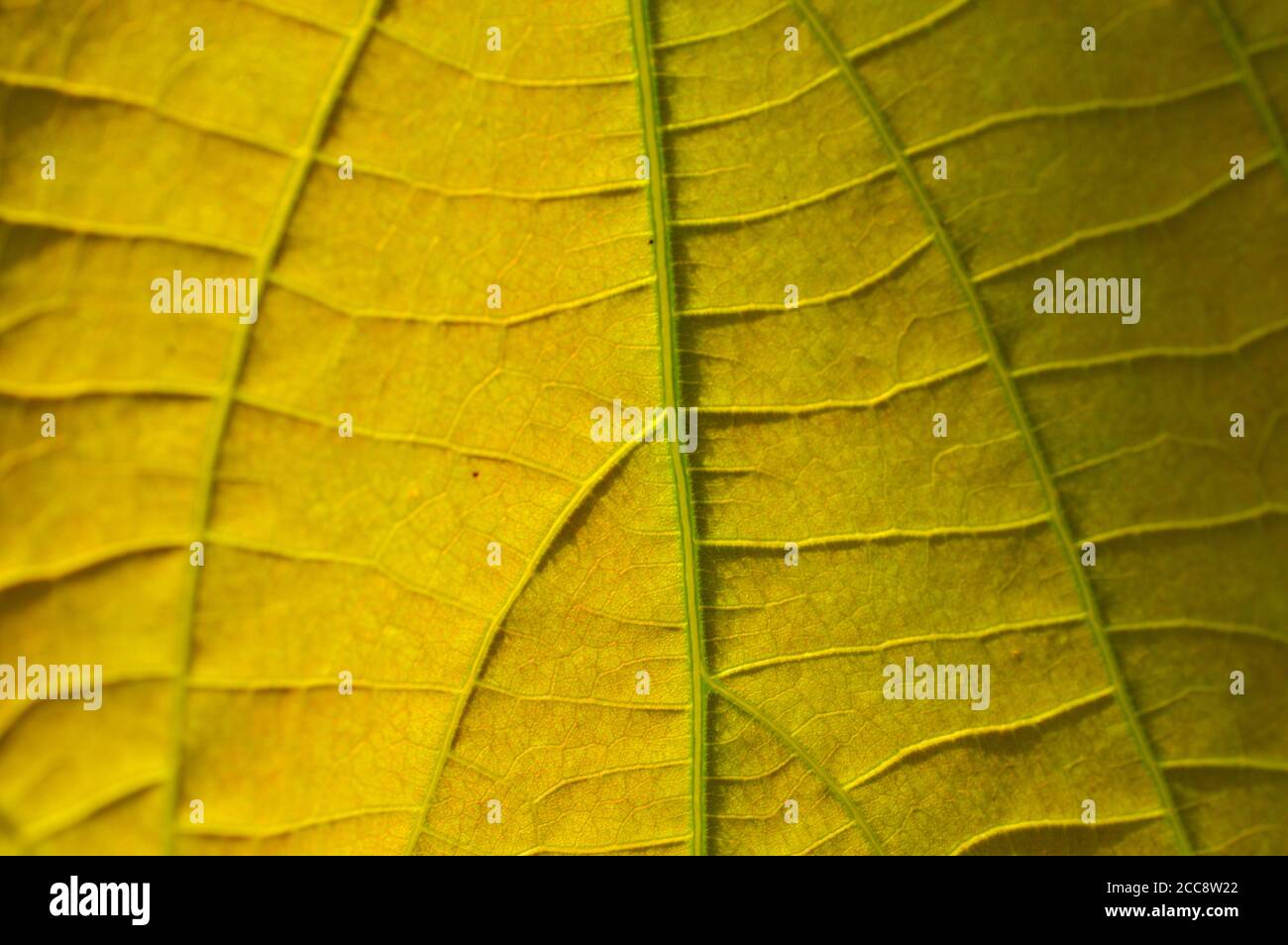 A leaf is the principal lateral appendage of the vascular plant stem ...