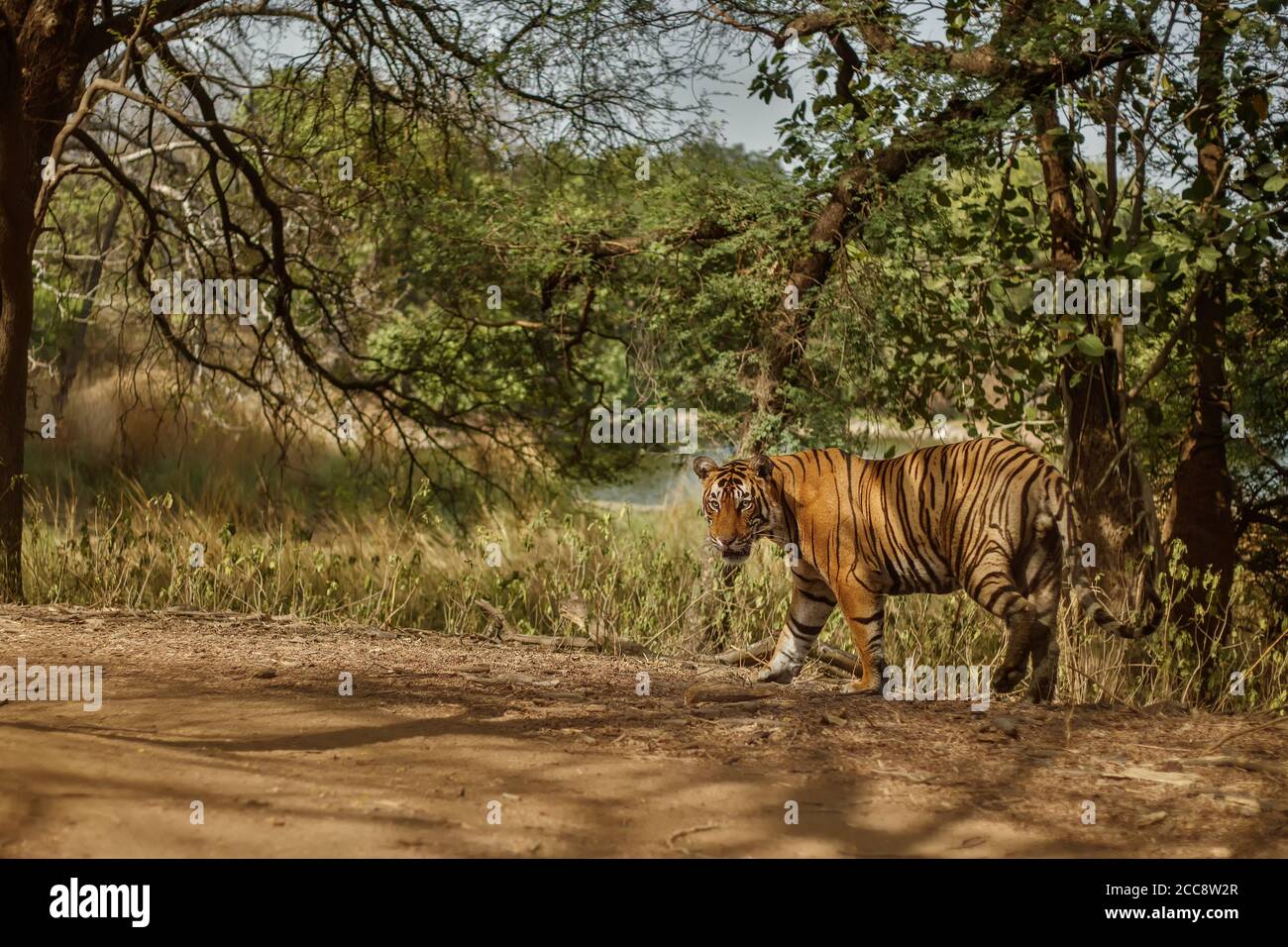 Beautiful tiger in the nature habitat. Tiger pose in amazing light ...