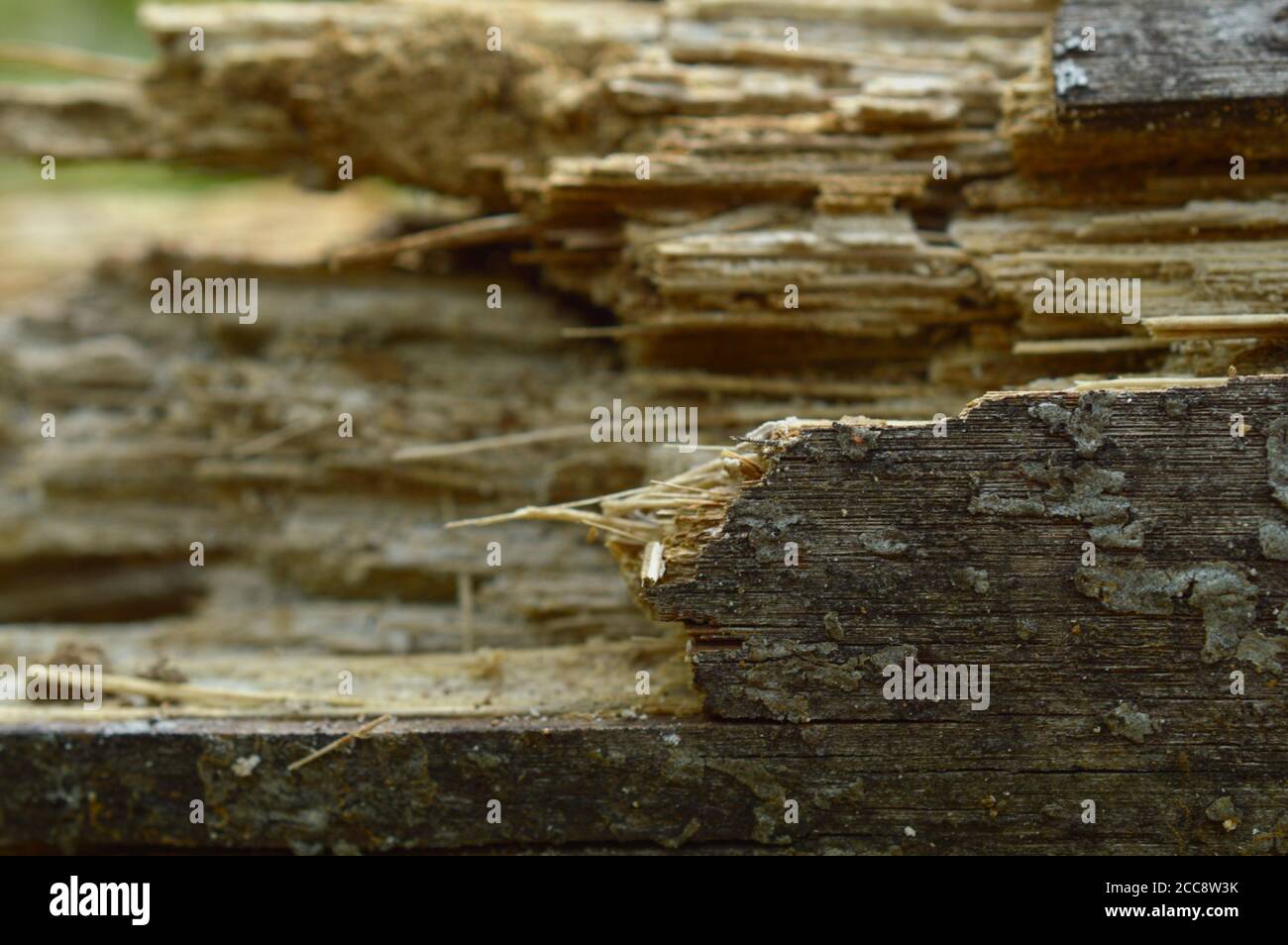 image shows the texture of a tree bark that is broken and in different ...