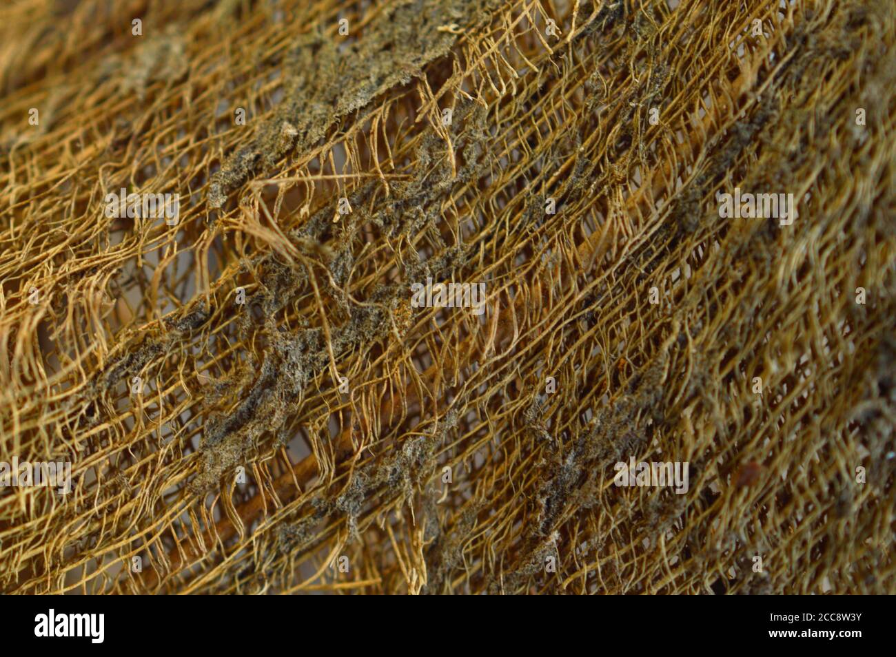 Intricate palm tree illustration hi-res stock photography and images ...