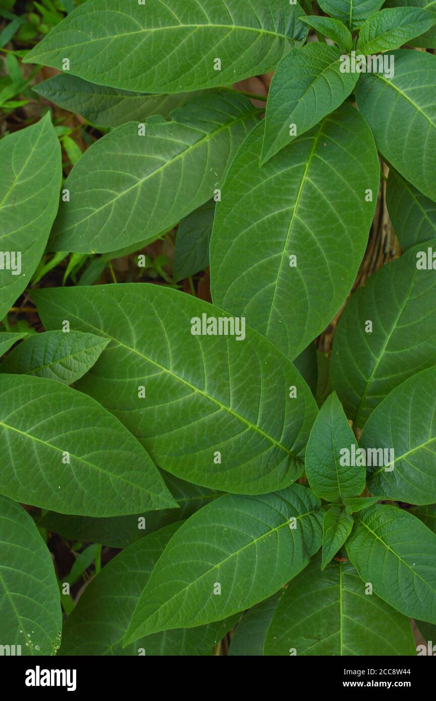 texture or pattern formed from the top of plants growing evenly on the ...