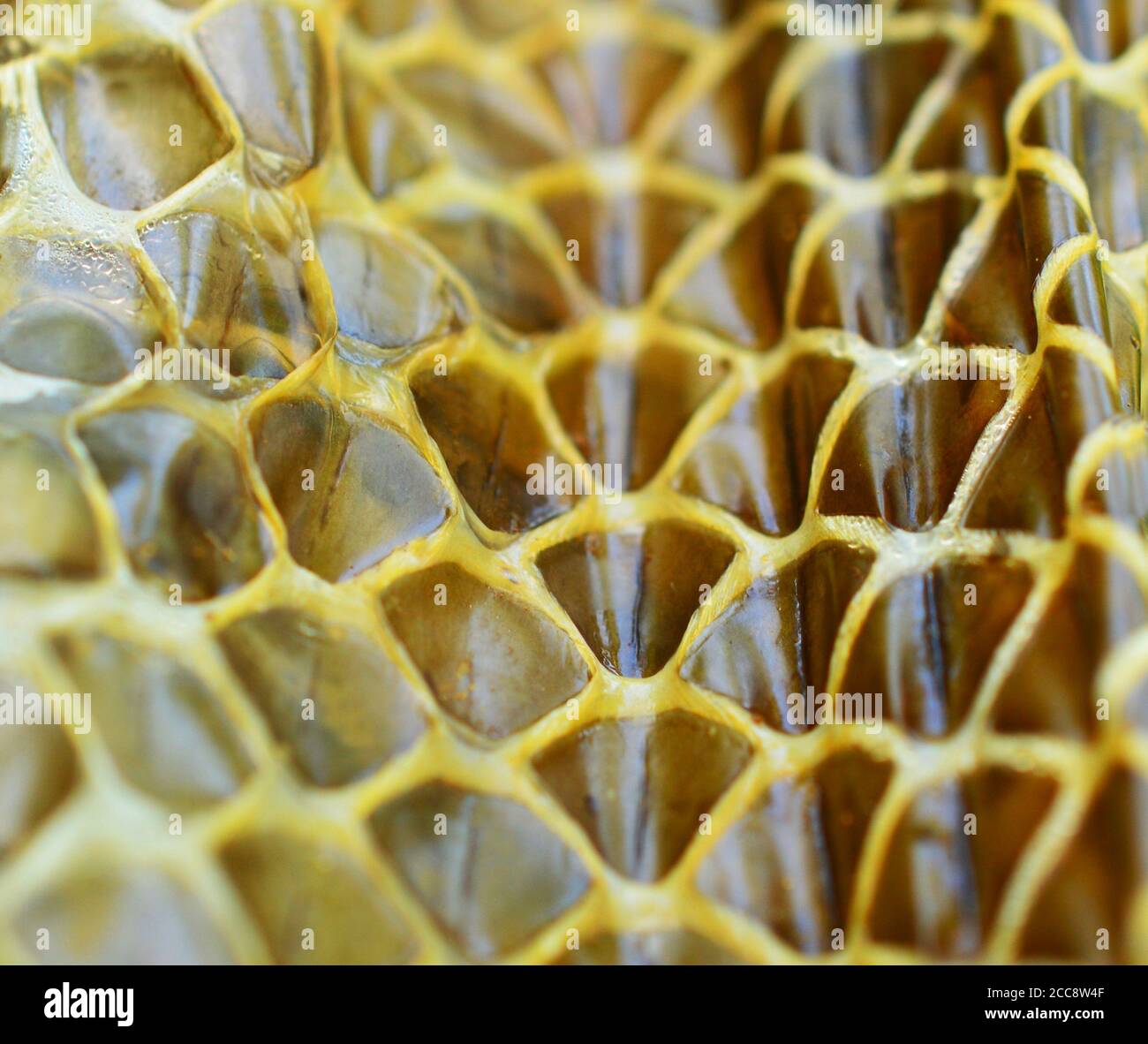 Pattern on a snake skin. Snakes can be ornately patterned. The skin of ...
