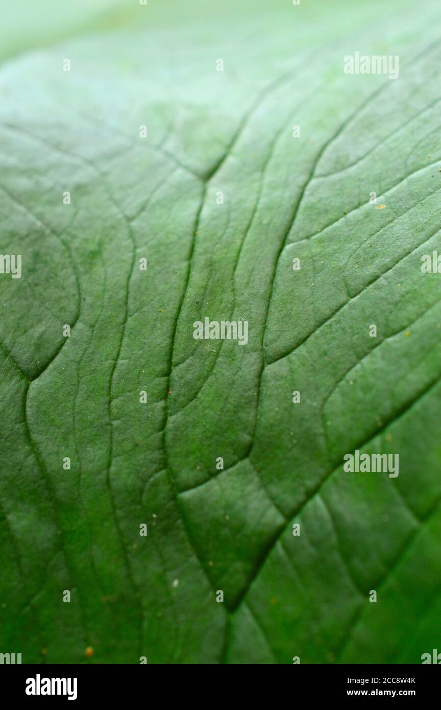 A leaf is the principal lateral appendage of the vascular plant stem ...