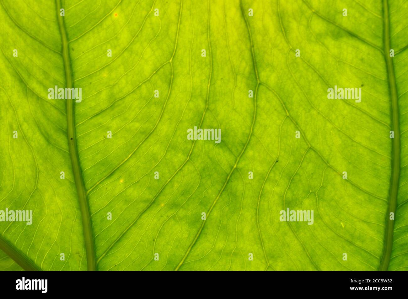 A leaf is the principal lateral appendage of the vascular plant stem ...