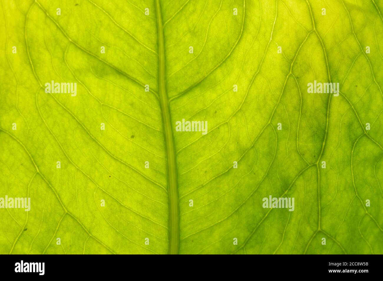 A leaf is the principal lateral appendage of the vascular plant stem ...