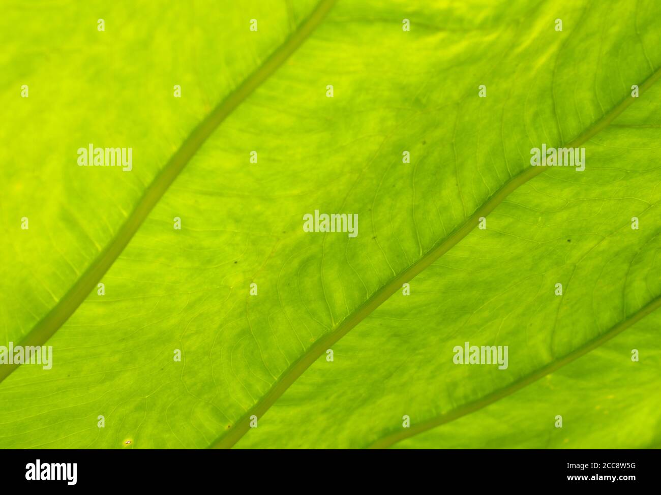 A leaf is the principal lateral appendage of the vascular plant stem ...