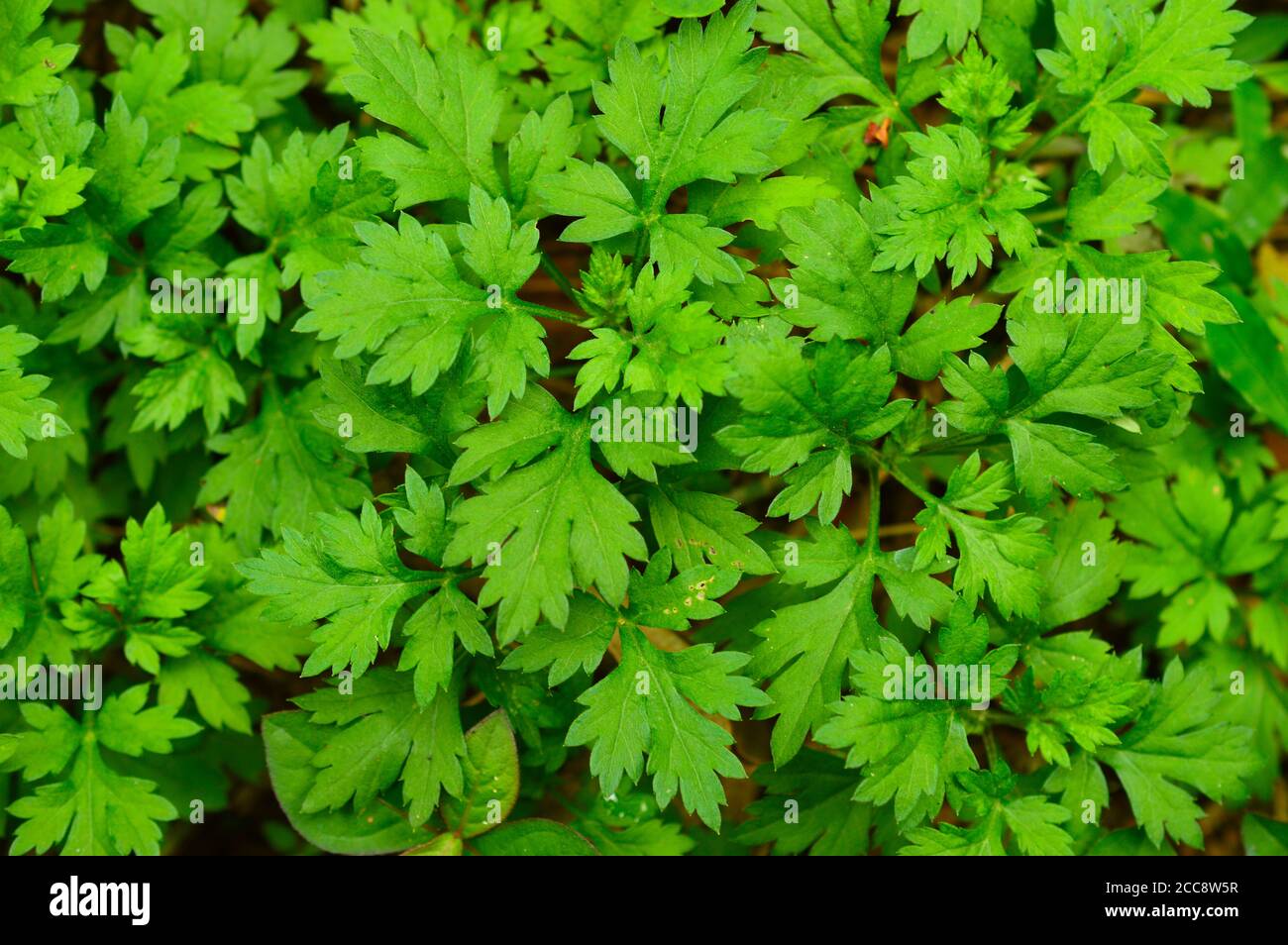 A leaf is the principal lateral appendage of the vascular plant stem ...