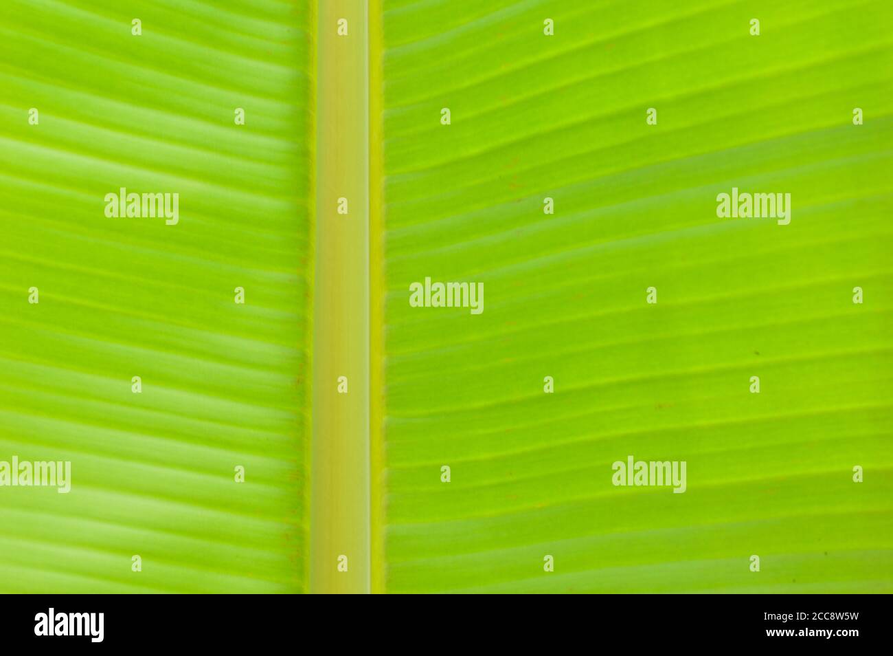 A leaf is the principal lateral appendage of the vascular plant stem ...