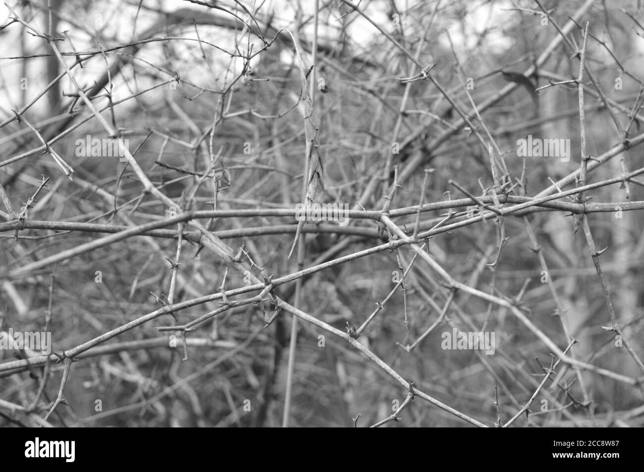 thorny branches forming a mesh in the forest. This forms a natural ...