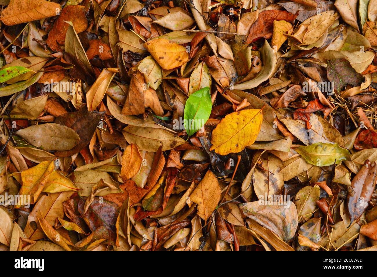 A leaf is the principal lateral appendage of the vascular plant stem ...