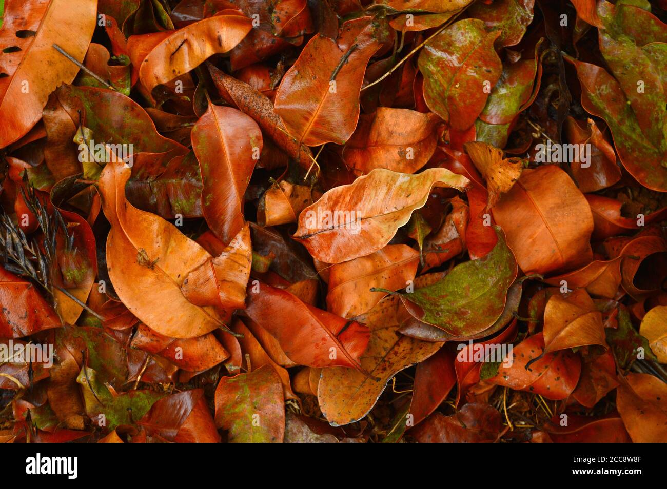 A leaf is the principal lateral appendage of the vascular plant stem ...