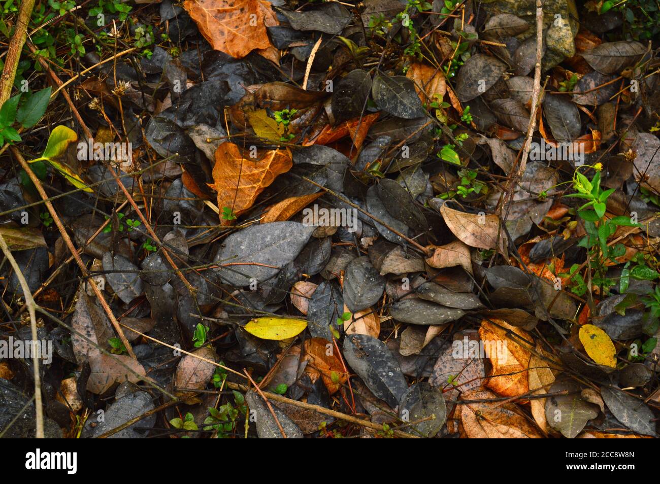 A leaf is the principal lateral appendage of the vascular plant stem ...