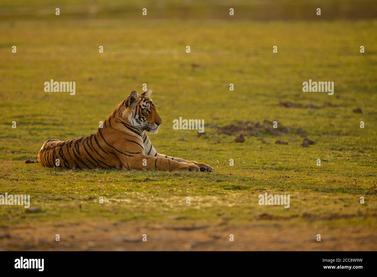 Beautiful tiger in the nature habitat. Tiger pose in amazing light ...